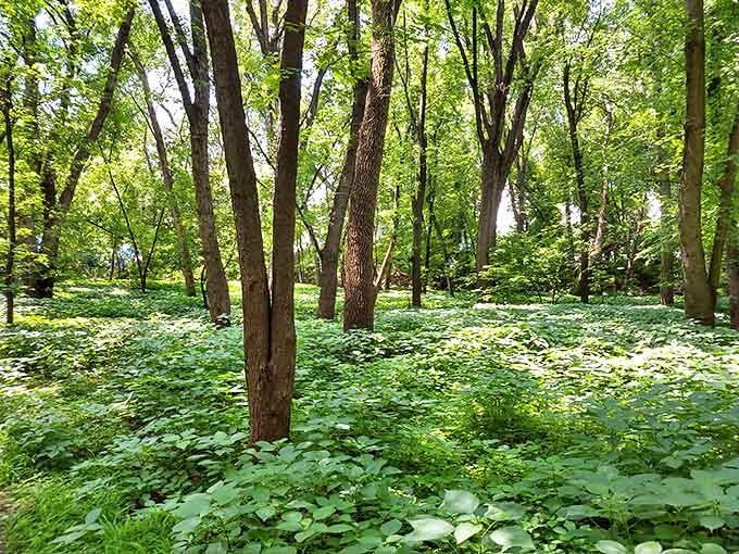 A verdant carpet of spring growth surrounds stately trunks, where each tree stands like a character in nature's ongoing story.