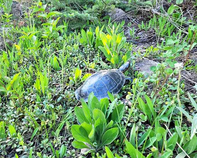 This turtle didn't climb the trail but still found the perfect sunbathing spot. Nature's original slow traveler knows what's up.