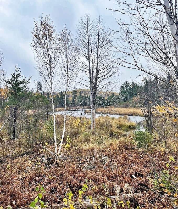 This wetland pond view captures the essence of northern wilderness – still waters, resilient vegetation, and the promise of wildlife sightings.
