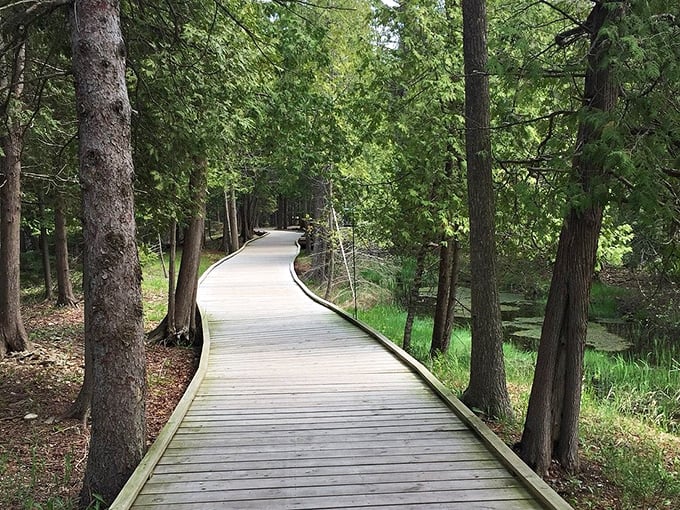 The boardwalk leads hikers through towering trees, providing a smooth path across terrain that would otherwise be hard to reach.