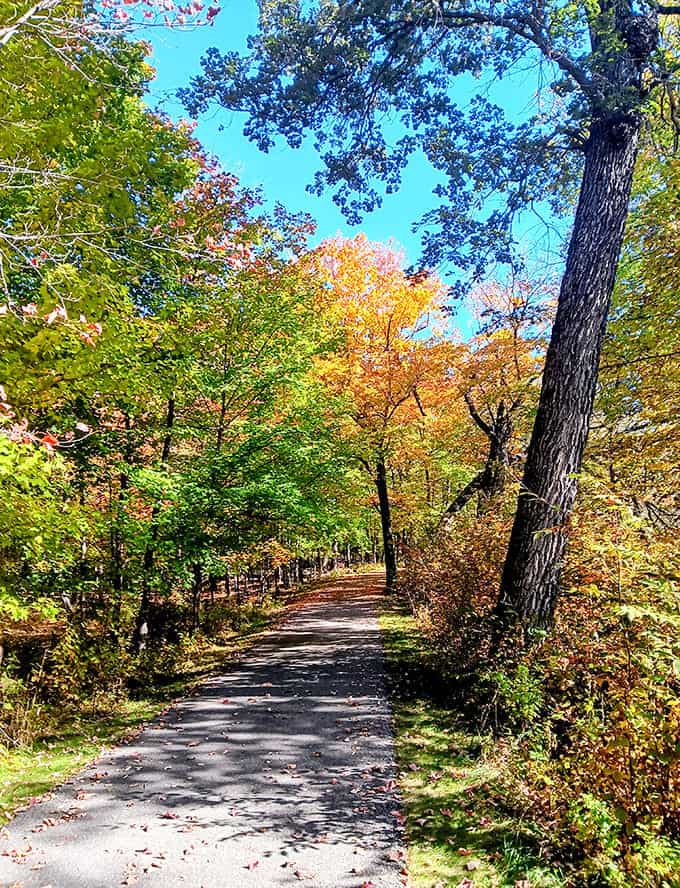 Fall's paintbrush transforms Glendalough's forest trail into a technicolor dream, where every step crunches satisfyingly like nature's bubble wrap.