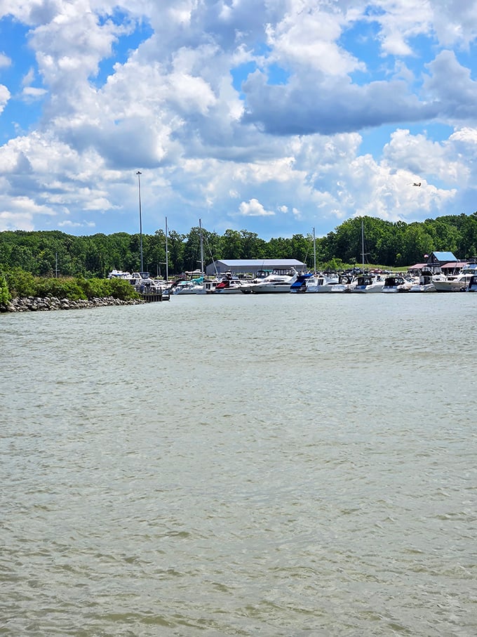The marina harbors boats of all sizes, bobbing gently like patient steeds waiting to carry adventurers across Lake Erie's vast blue playground.