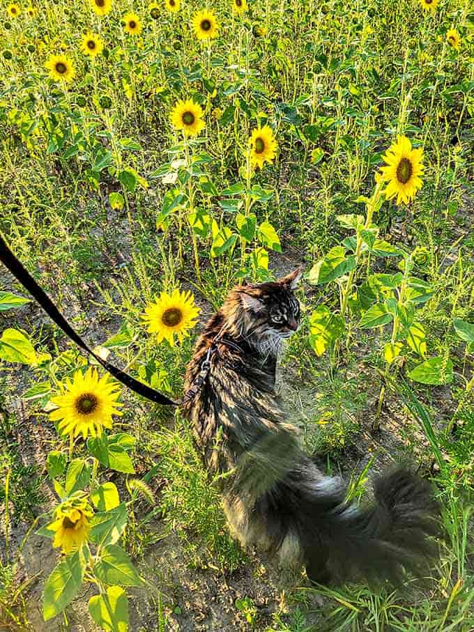 Even the feline visitors seem mesmerized by the towering blooms &ndash; this adventurous cat navigates the sunflower forest with feline grace.