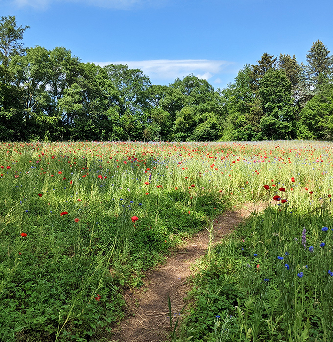 The path less traveled winds through a riot of color, inviting visitors to lose themselves in Pleasant Hill Farm's floral labyrinth.