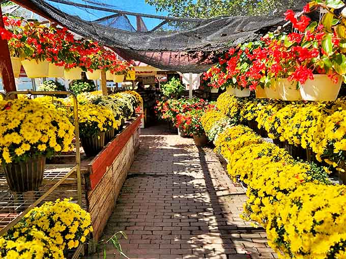 A corridor of sunshine &ndash; yellow and red blooms create a floral tunnel that's practically begging for a selfie.