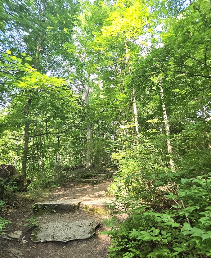 Sunlight filters through the dense canopy, creating a magical atmosphere on this forest trail that feels worlds away from everyday worries.