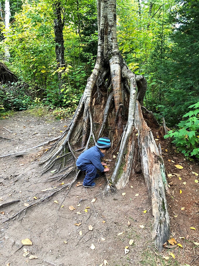 A happy hiking companion enjoys the view &ndash; proof that Kawishiwi Falls is definitely paws-itively approved by four-legged adventurers. 