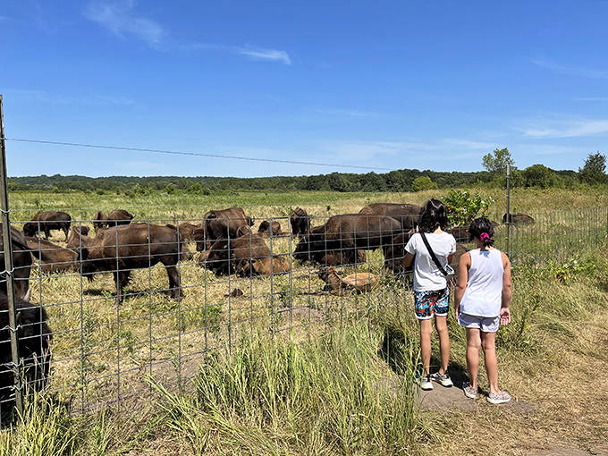 Future conservationists get their first glimpse of America's largest land mammals &ndash; a memory that will outlast any video game.