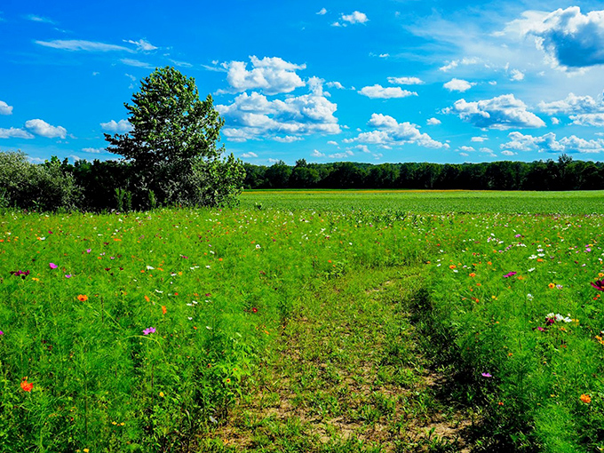 Beyond the sunflower fields, wildflowers create their own colorful carnival, a rainbow-hued opening act before the main golden attraction.