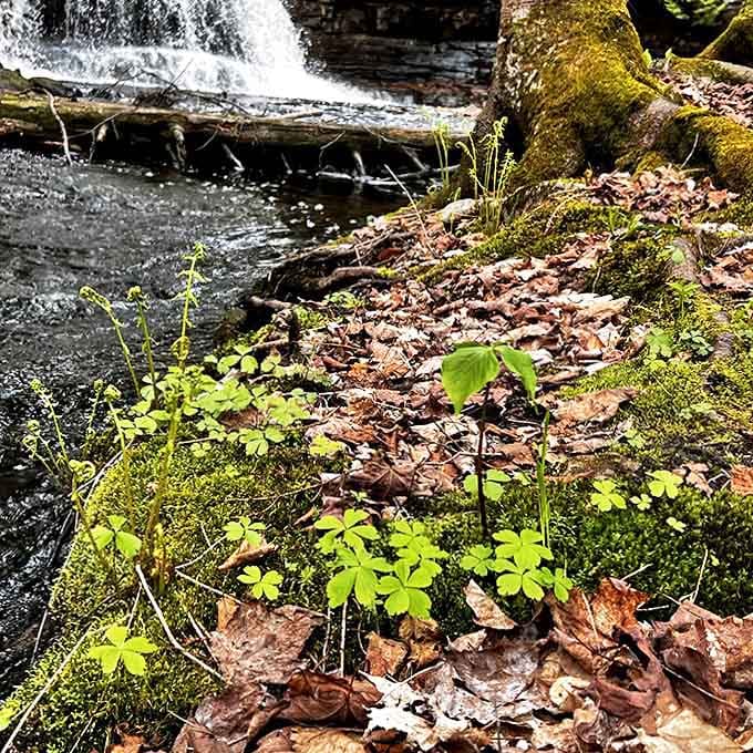 Nature's perfect composition: moss-covered stones, delicate spring growth, and the constant symphony of falling water create a multi-sensory masterpiece.