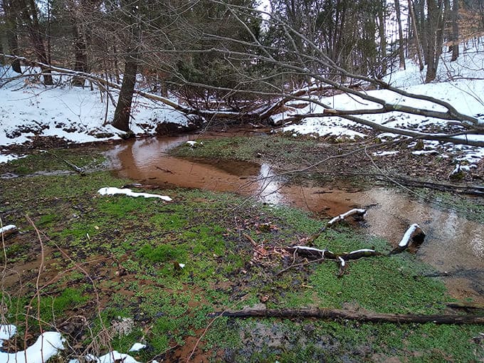 Even muddy streams have their charm, reminding us that nature isn't always pristine but it's always authentic and worth experiencing.