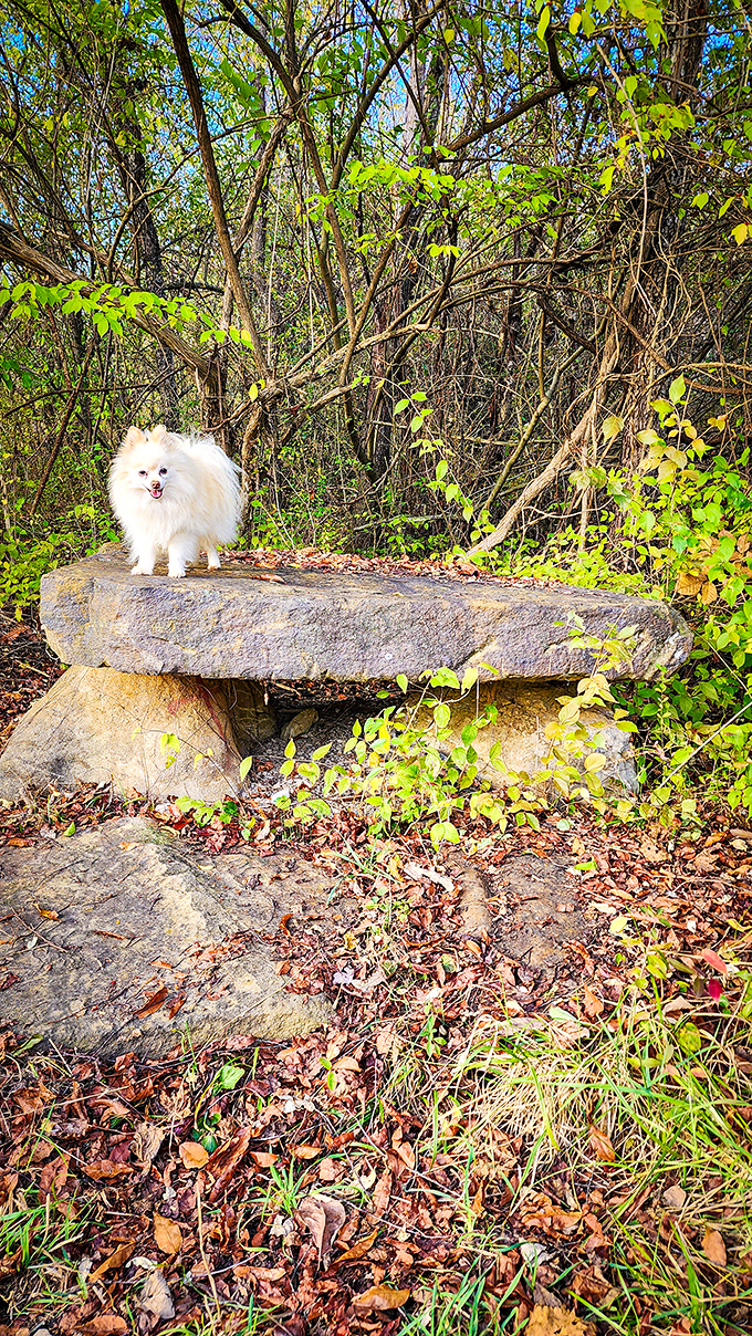 A fluffy companion poses regally atop this ancient stone altar, claiming temporary ownership of the forest's secrets.