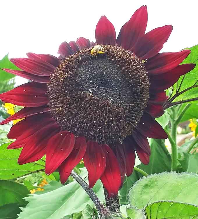 This burgundy beauty stands out from its yellow neighbors like a rebel in a conformist crowd – dramatic and unapologetically different.