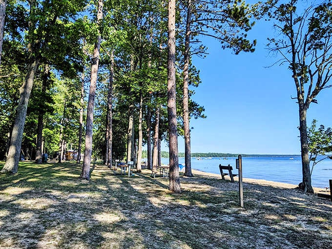 Dappled sunlight filters through tall pines, creating nature's awning over this peaceful stretch of Higgins Lake shoreline.