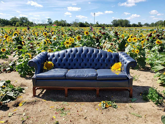 A vintage blue couch sits perfectly positioned among towering sunflowers, creating an Instagram moment that practically takes itself.
