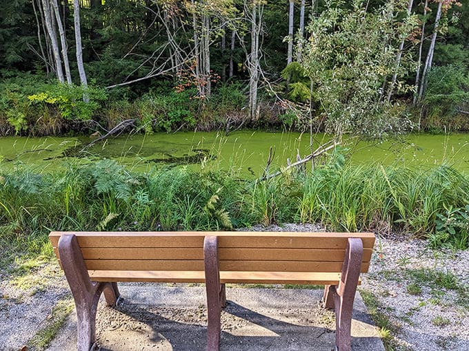 This swamp area might not win beauty contests, but it's an ecological powerhouse supporting countless species.