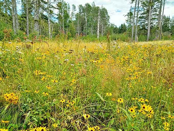 Summer wildflowers create nature's confetti celebration, a riot of yellow blooms that seem to be applauding your wise decision to visit.