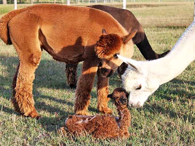 A heartwarming family moment as alpaca parents introduce their newborn to the world, showcasing the farm's successful breeding program.
