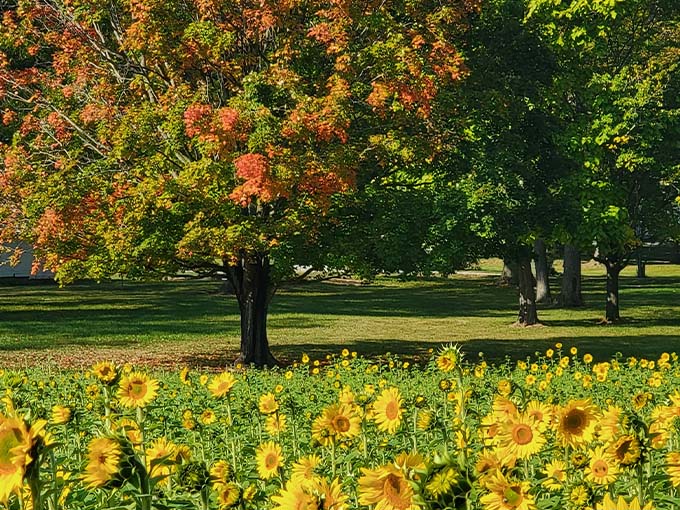 Autumn's arrival creates a stunning contrast as changing leaves meet the last golden blooms of summer.