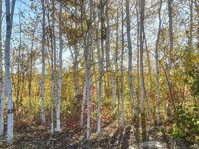 Birch trees stand like nature's honor guard, their paper-white trunks creating a natural cathedral effect in dappled sunlight.