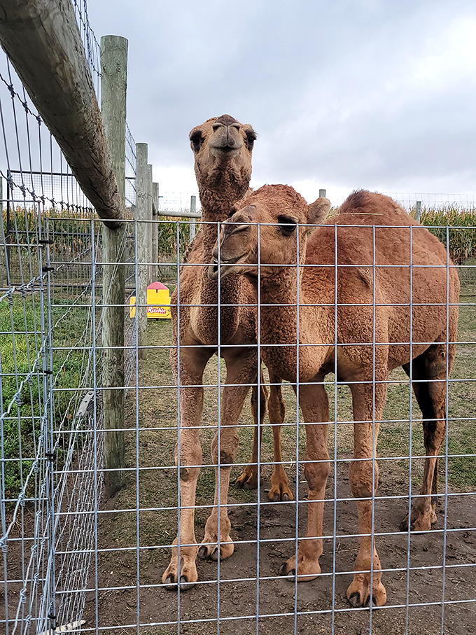 Desert royalty who somehow ended up in Minnesota and are still looking slightly confused about the whole situation.