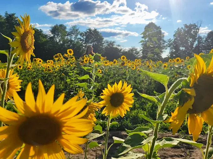 The perfect perspective &ndash; sunflowers stretching toward the horizon under a brilliant blue Ohio sky. Instant mood elevator!