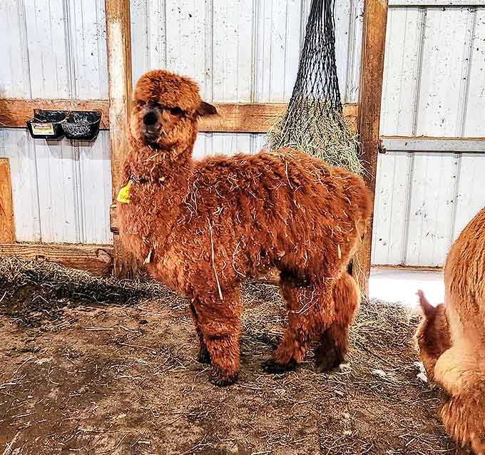 "I woke up like this." This cinnamon-colored alpaca shows off the natural bedhead that humans spend hours trying to achieve.