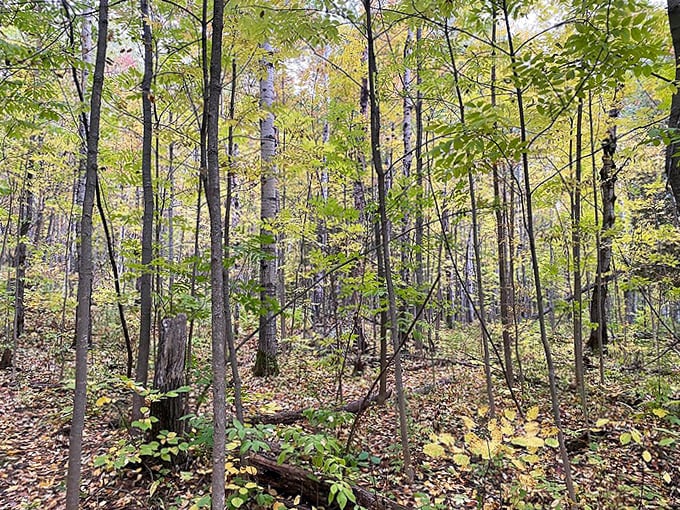 The forest floor reveals its own miniature ecosystem, where moss, fallen logs and wildflowers create nature's perfect ground cover.