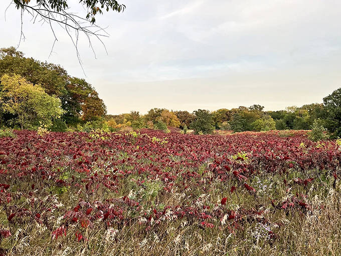 A sea of crimson sumac creates nature's own red carpet, rolling out autumn splendor for hikers lucky enough to visit.