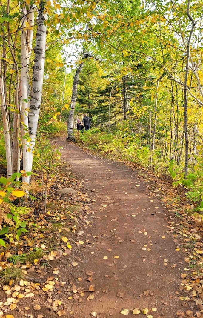 Autumn paints the trail in gold and amber, with birch trees standing like slender sentinels against the deep forest.