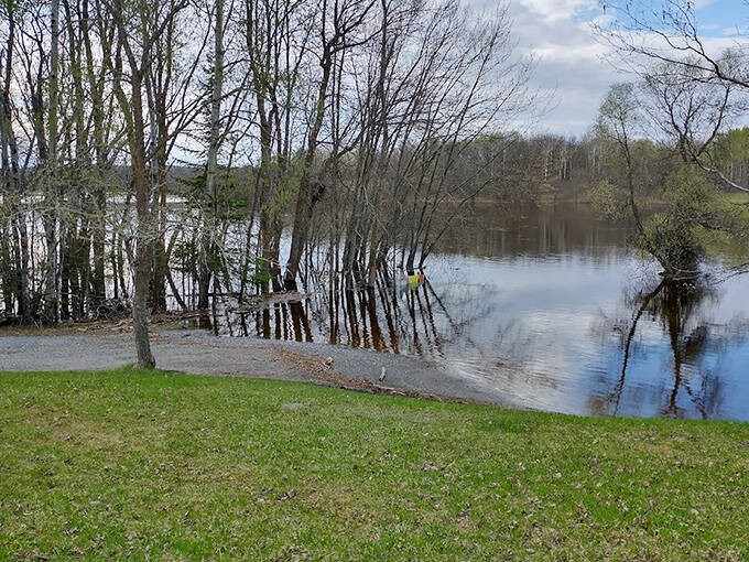Spring's high waters create a temporary shoreline forest, where trees seem to wade into the river like curious visitors.