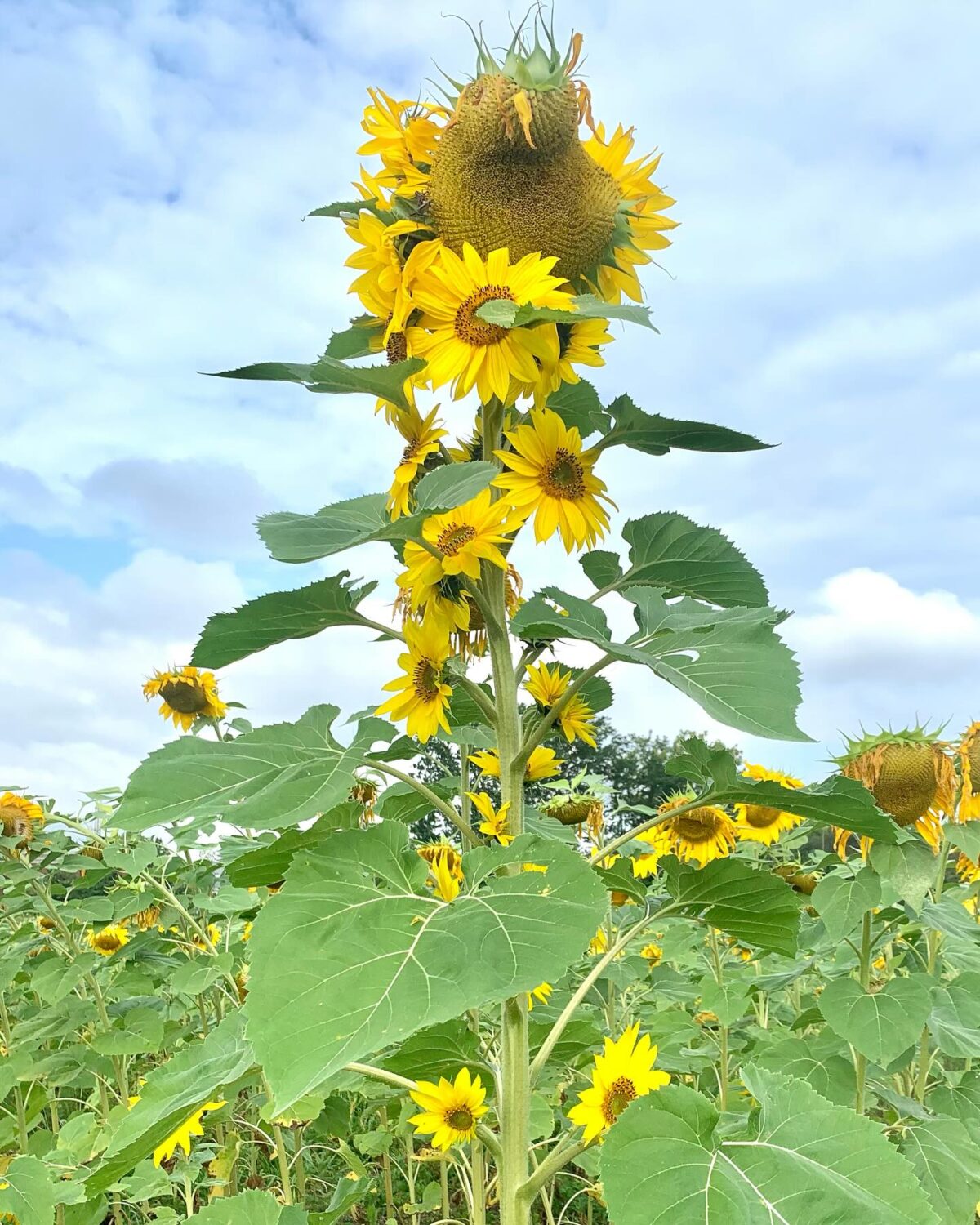 This overachiever sunflower sports multiple blooms on one stalk, like nature's version of an overenthusiastic group hug.