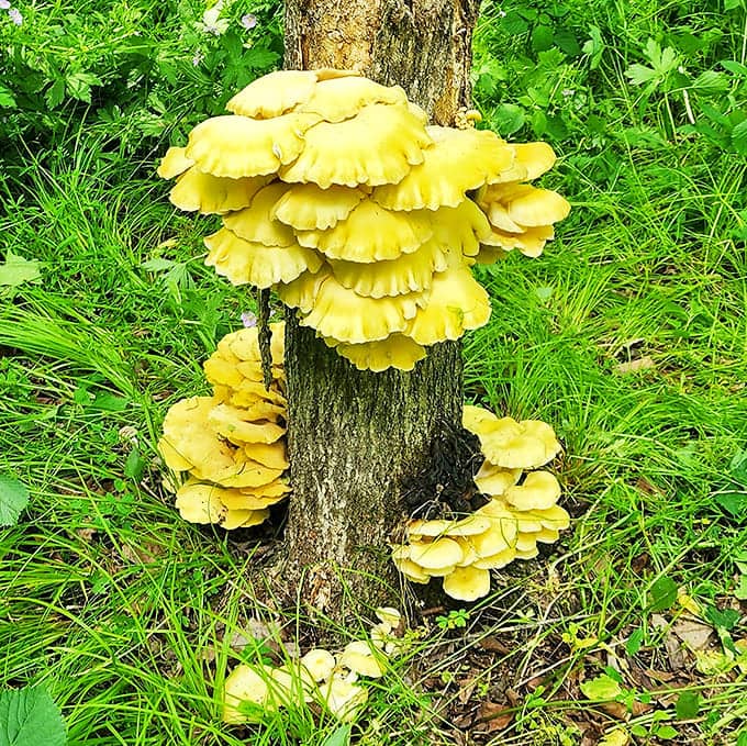 Golden oyster mushrooms cascade down a tree trunk like nature's own architectural flourish, part of the fascinating fungal diversity found throughout the park.