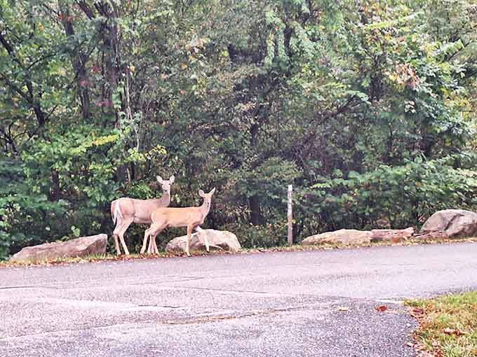 The welcoming committee pauses mid-crossing &ndash; these deer clearly didn't get the memo about avoiding eye contact with strangers.