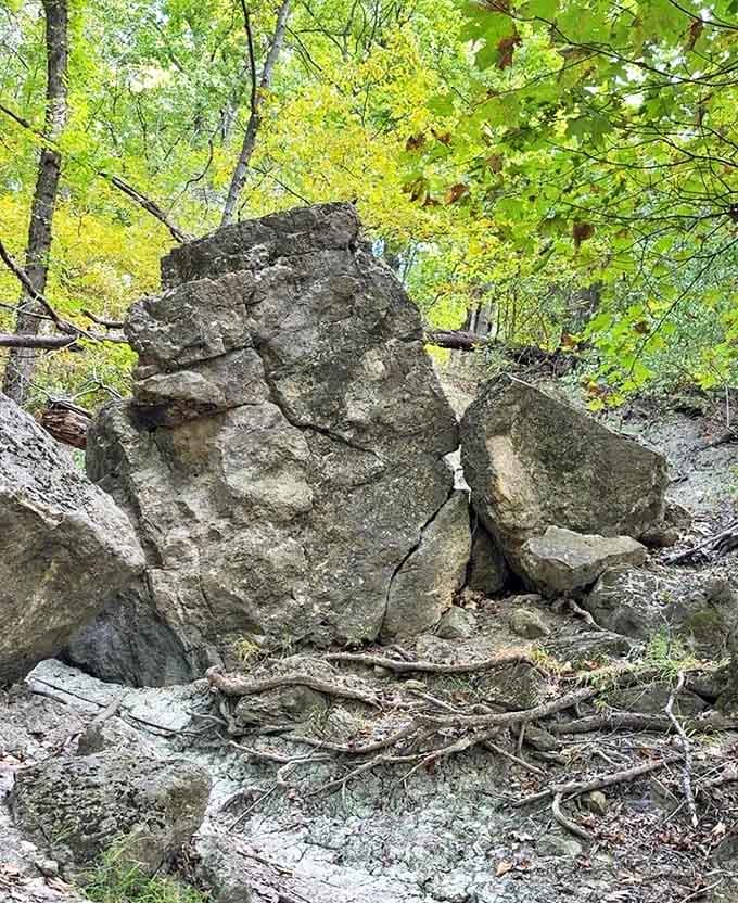 Limestone boulders scattered through the forest look like nature's sculpture garden, created over millennia without any artist's signature.