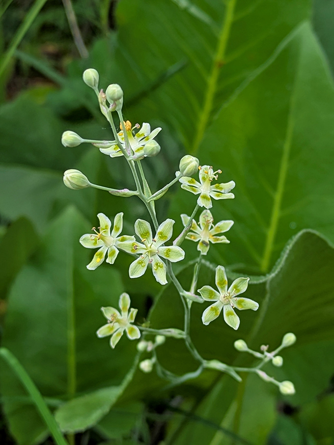 These delicate white stars of mountain deathcamas bloom with quiet elegance, despite their dramatically ominous name.
