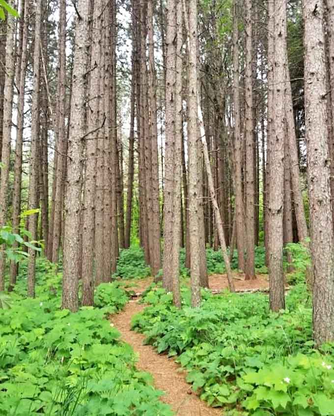 The pine forest trail offers cool respite and the scent of evergreens before revealing Lake Superior's vast expanse.