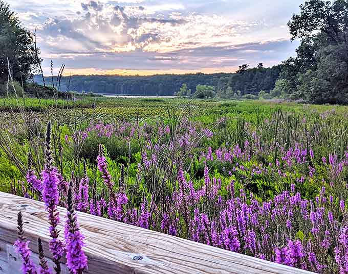 Purple loosestrife creating nature's own royal carpet &ndash; these blooms transform ordinary wetlands into extraordinary purple kingdoms.