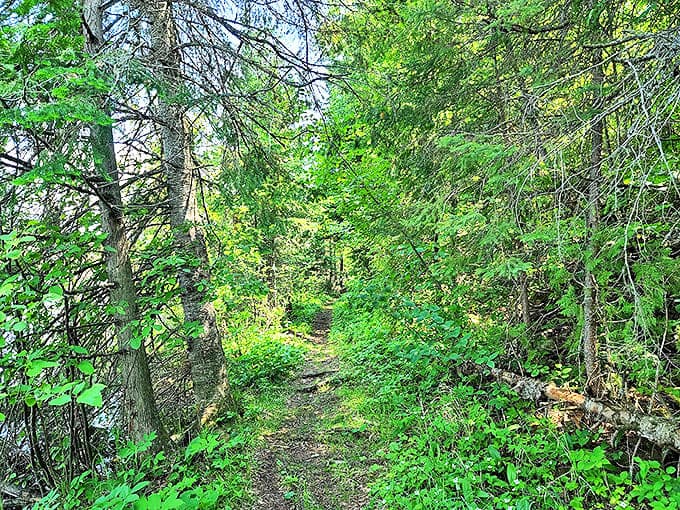 Sunlight filters through the dense canopy, creating a cathedral-like atmosphere along this shaded forest footpath.