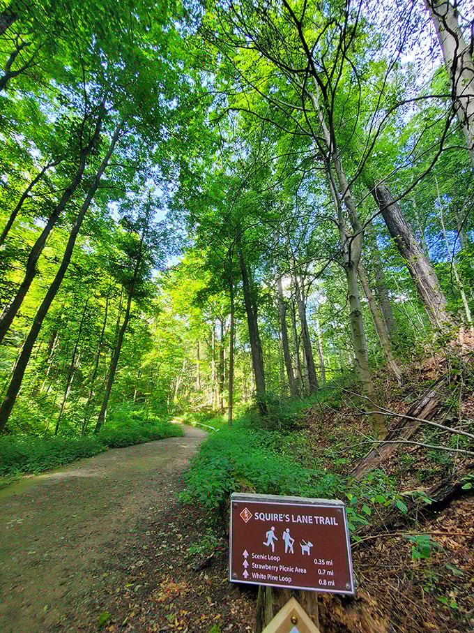 Squire's Lane Trail beckons with promises of woodland magic, wildlife encounters, and the occasional squirrel that thinks it's a knight.