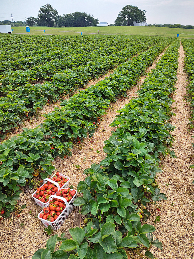 Farm-fresh goodness: Perfectly ripe strawberries await visitors during early summer picking season at Thompson Farm.