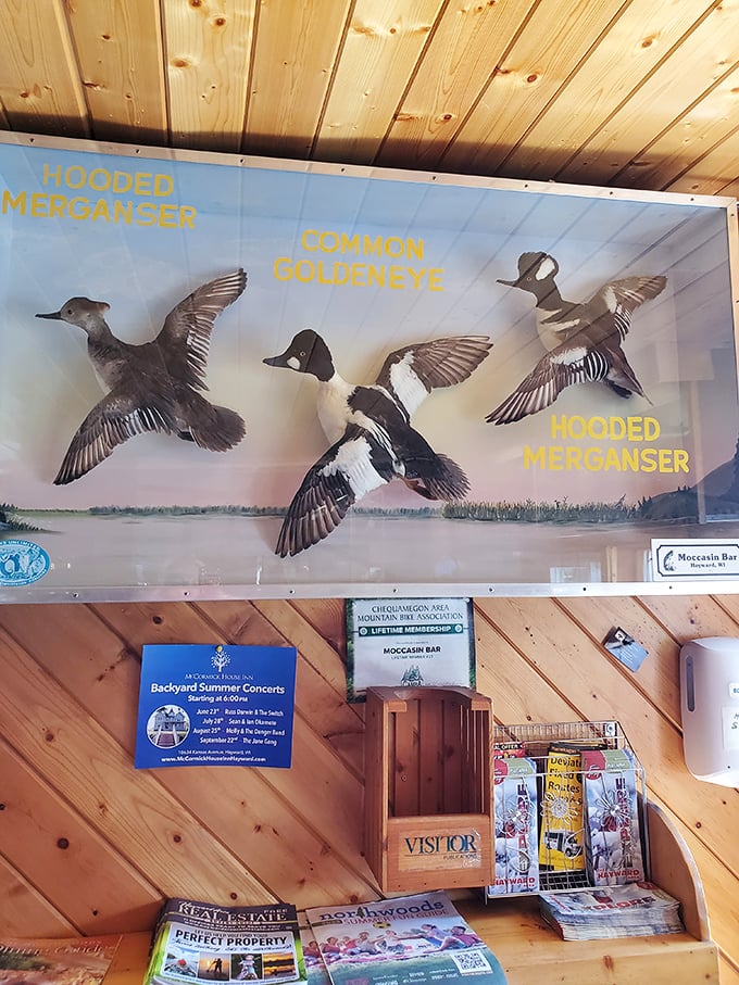 Beautifully preserved waterfowl specimens showcase the diversity of Wisconsin's bird population in this educational display.