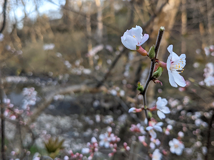 Spring's delicate blossoms transform the preserve into nature's own art gallery, with every branch showcasing ephemeral beauty.