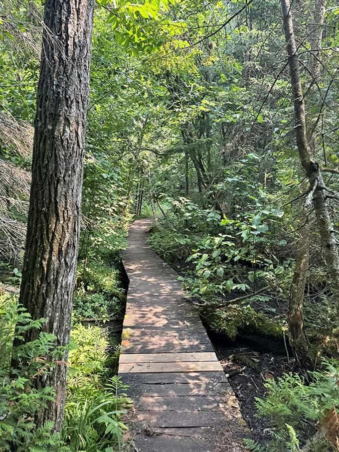 The wooden pathway curves through the wetland like a gentle invitation, making it impossible to resist following it to see what's around the next bend.