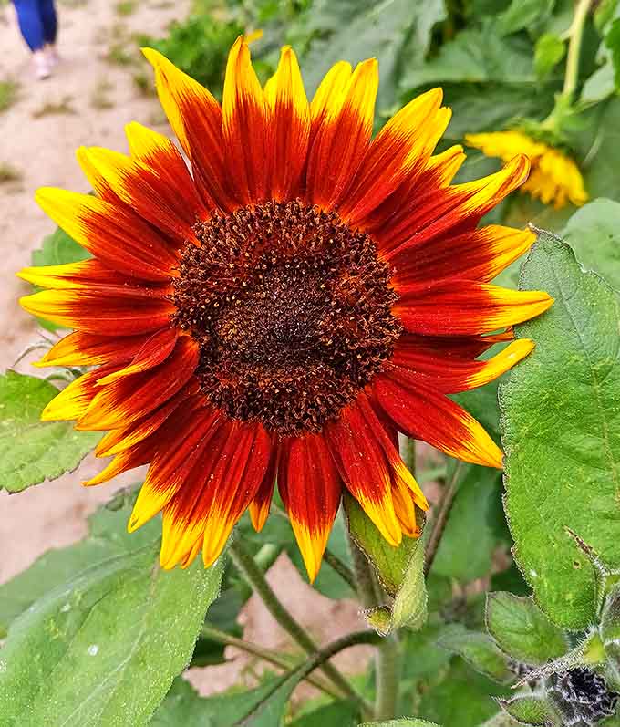 Nature's paintbrush created this spectacular bi-color sunflower, proving that even flowers understand the power of a good ombré effect.