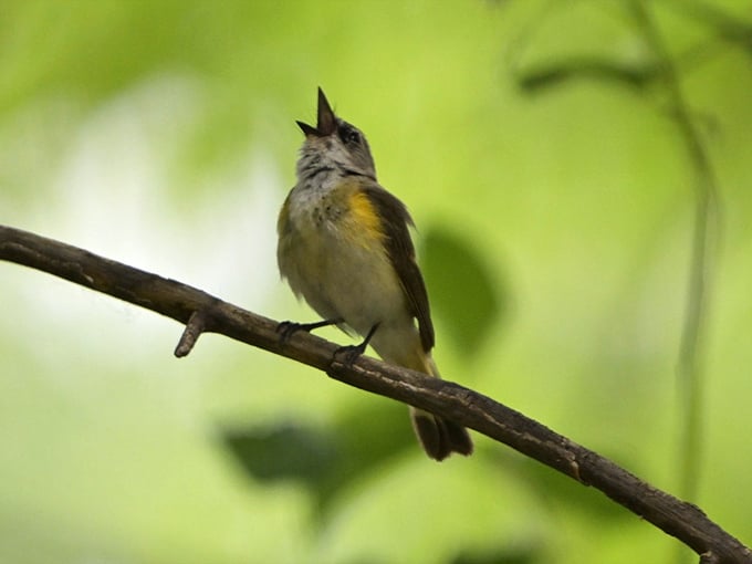 This birch's remarkable root system tells stories of persistence, growing around obstacles with the patience only nature possesses. 