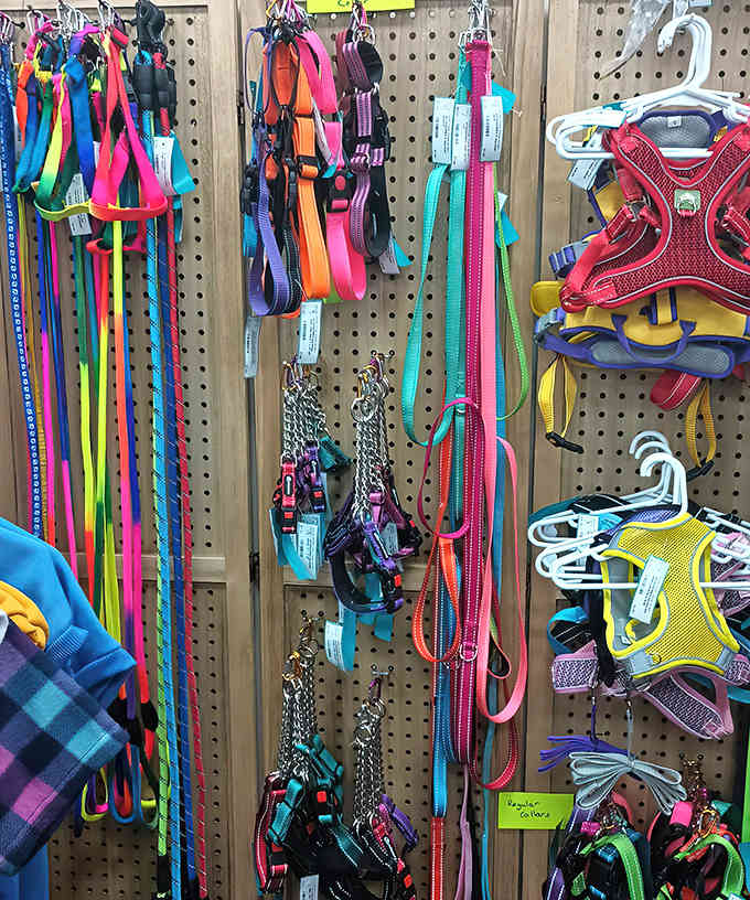 Fido would wag with approval at this rainbow of pet accessories &ndash; proving even dog fashion has evolved through the decades.