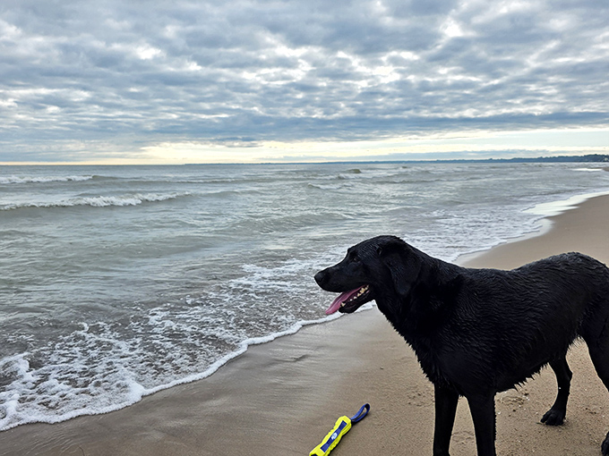 Four-legged beach enthusiasts enjoy the shoreline during pet-friendly hours, proving joy is universal across species.