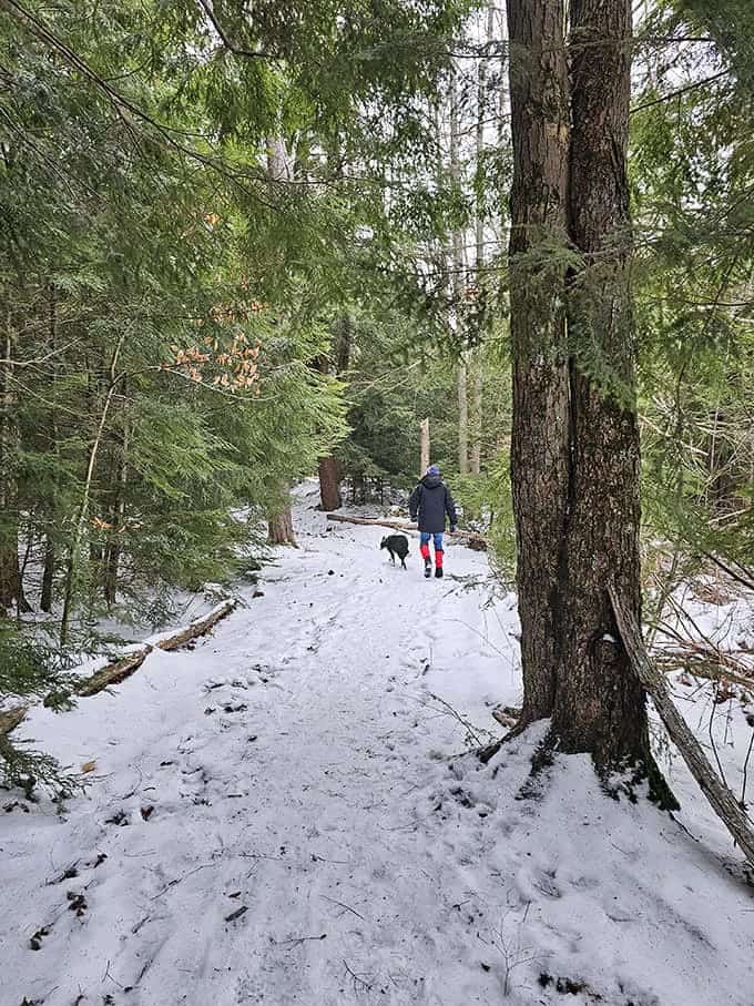 That dog knows something we often forget: snowy forest walks are infinitely better than scrolling through your phone.