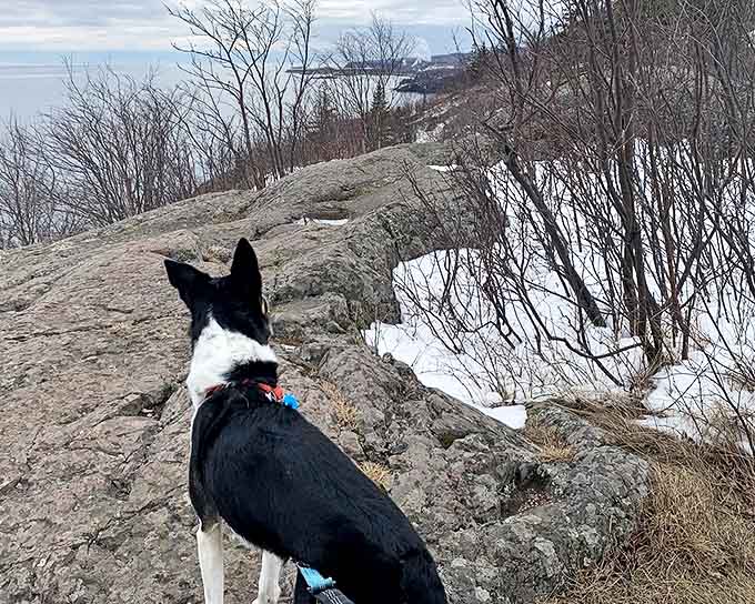 Even four-legged explorers seem mesmerized by Palisade Head's dramatic views across Lake Superior's vast blue expanse.